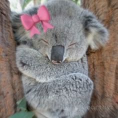 Koala Pfps and Icons - For Discord, Instagram & TikTok