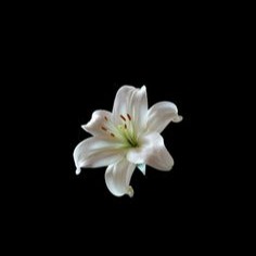 Flower Pfp Collections