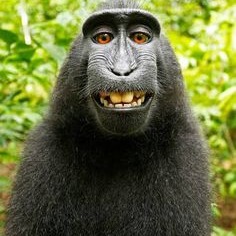 Monkey - Pfp Collection