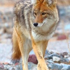 Coyote Pfp by Maxvraak