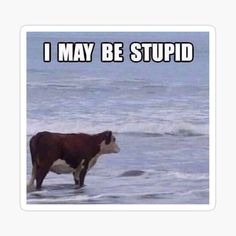 Stupid Pfps and Icons - For Discord, Instagram & TikTok