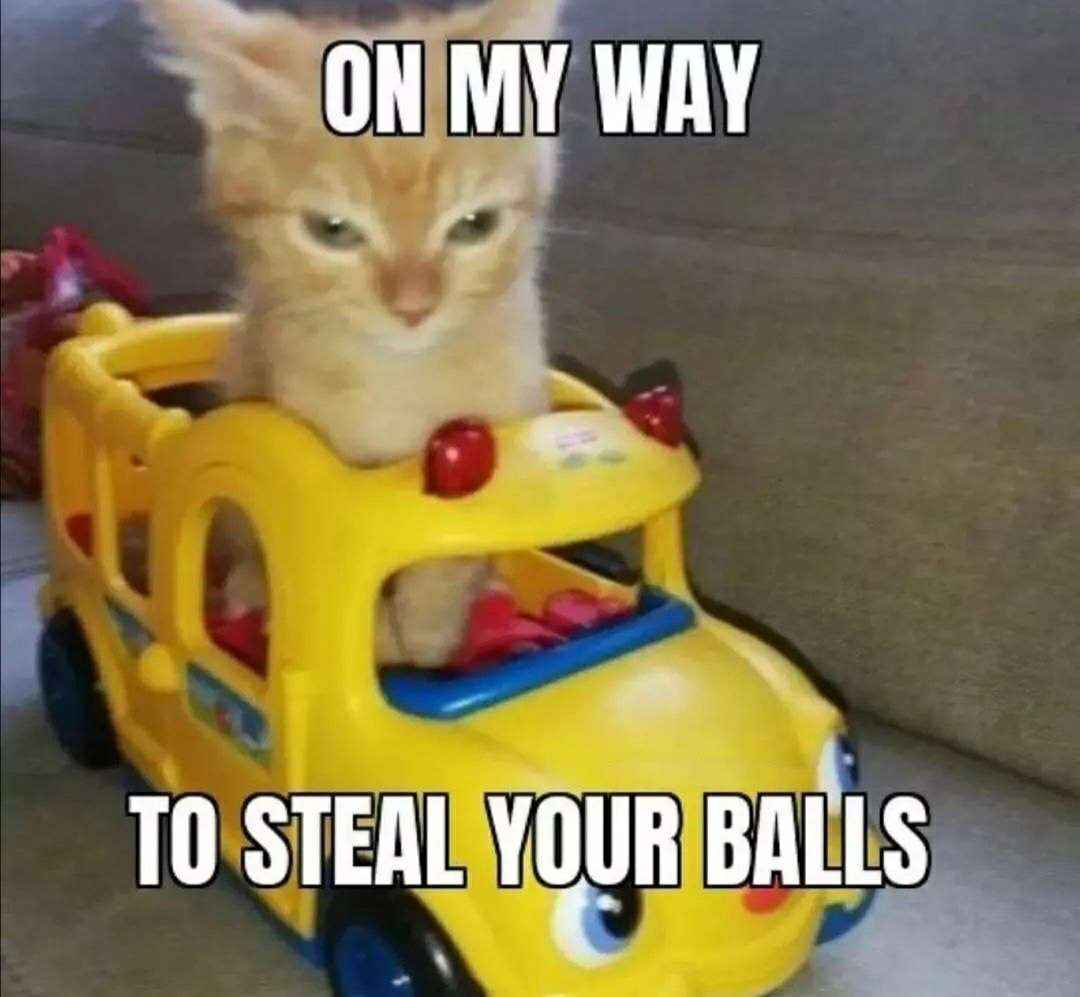 cat balls Pfp by star_destroyers