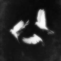 Ghost Pfp Collections