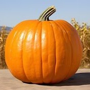 Pumpkin Pfp by Kris Wilson