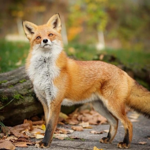 Animal Pfp by realzoldy