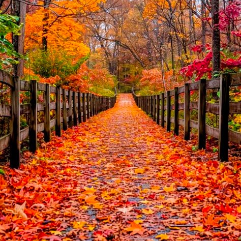 Fall Avatar Pfp by Faith꒰♡꒱