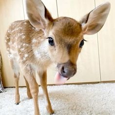 Deer Pfp by gojicrusader