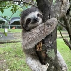 Sloth Pfp by fruitusmaximus
