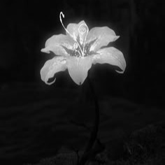 Dark Flower Pfp by Kris Wilson