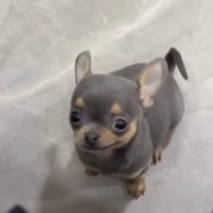 Doggo Profile Photo Pfp by dino_696