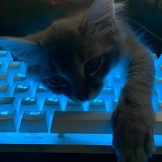 Cat On Keyboard Pfp by sirraed