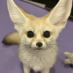 Fennec Fox Pfp by Isuk