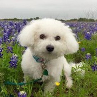 White Dog Pfp by Swftzy_TK