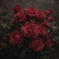 Roses Pfps and Icons - For Discord, Instagram & TikTok