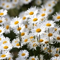 Flower Pfp Collections