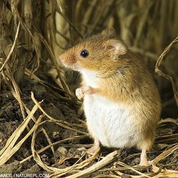 Hamster Pfp by Maxvraak