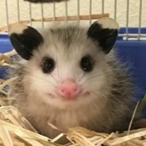 Possum Pfp by Peps3k