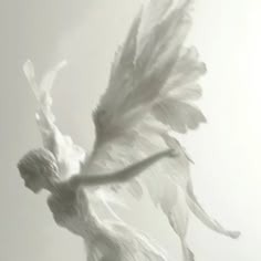 Angel - Pfp Collection