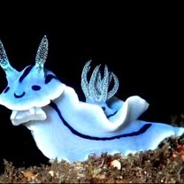 Sea Bunny Pfps and Icons - For Discord, Instagram & TikTok