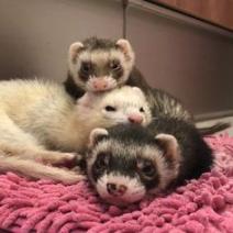Ferret stack Pfp by Madz