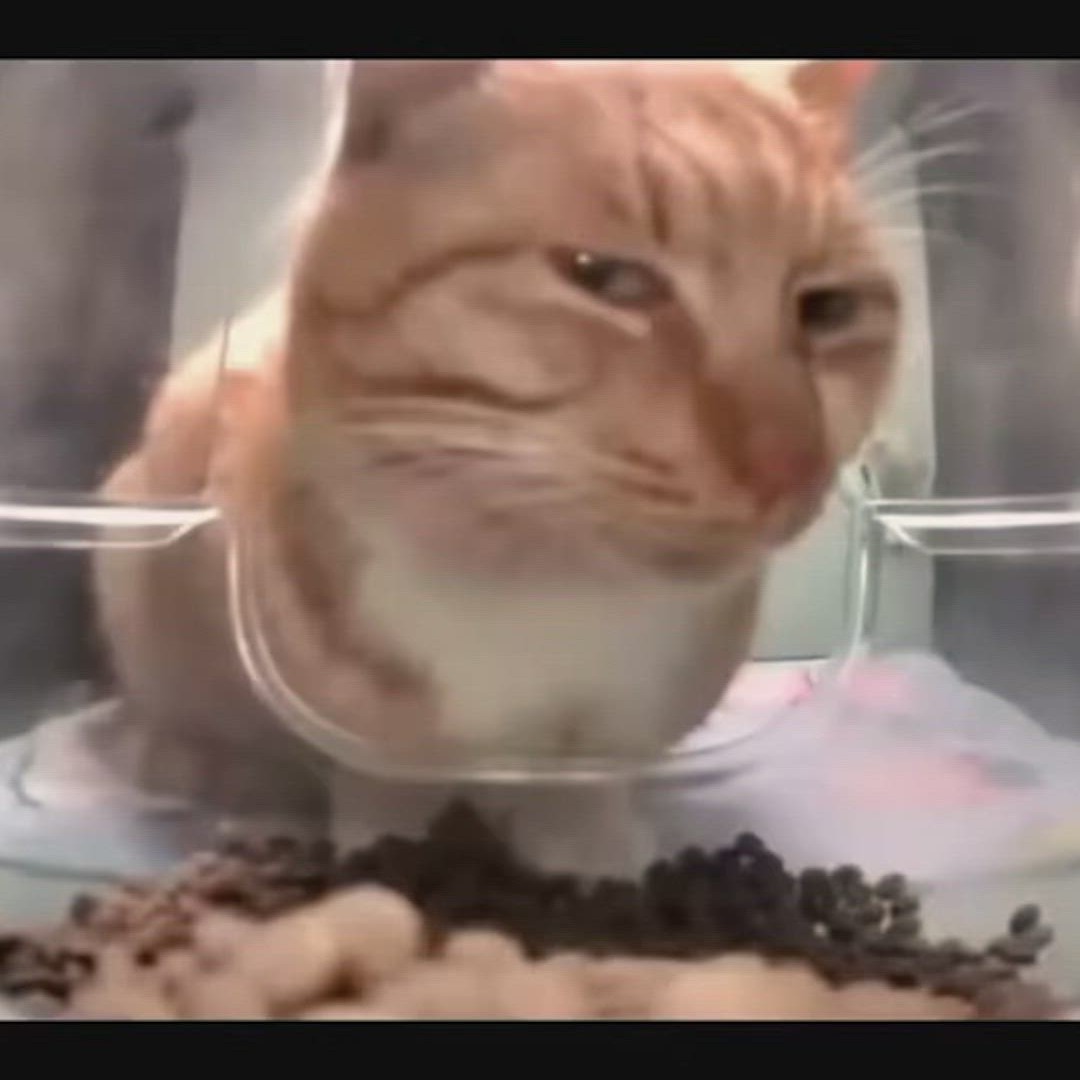 Funniest Pfps and Icons - For Discord, Instagram & TikTok