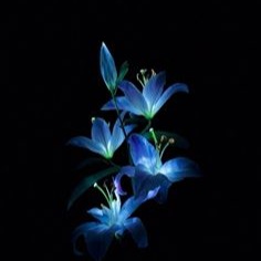 Flower Pfp Collections