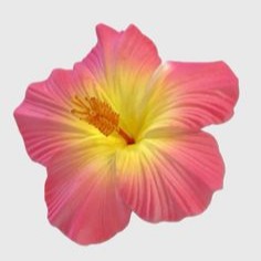 Flower Pfp Collections