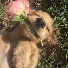 Aesthetic Dog User Icon Pfp by xXDevilBoyXx