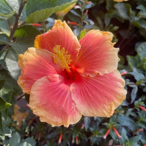 Flower Profile Avatar Pfp by Faith꒰♡꒱