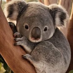 Koala Pfps and Icons - For Discord, Instagram & TikTok