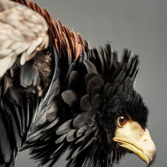 Hawks Profile Photo Pfp by cosmic demon