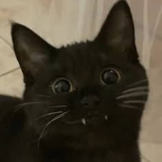 Vampire Pfps and Icons - For Discord, Instagram & TikTok