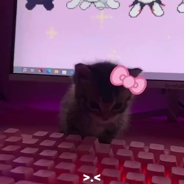 Cat On Keyboard Pfps and Icons - For Discord, Instagram & TikTok