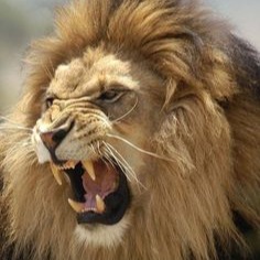 Lion Profile Image Pfp by escurin